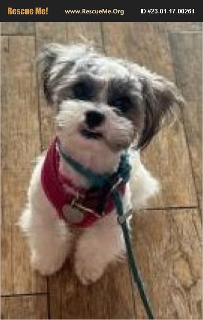 ADOPT 23011700264 ~ Maltese Rescue ~ Los Angeles, CA