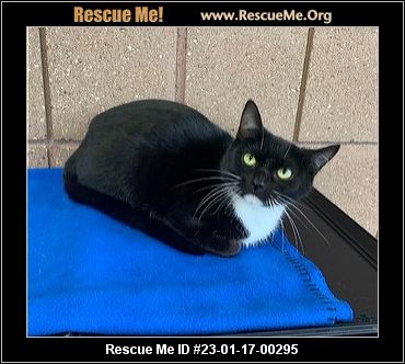- Michigan Cat Rescue - ADOPTIONS - Rescue Me!