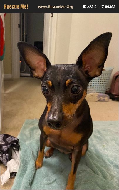 ADOPT 23011700353 ~ Miniature Pinscher Rescue ~ Cumberland, VA