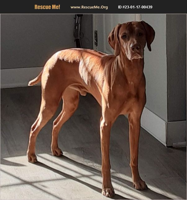 ADOPT 23011700439 ~ Vizsla Rescue ~ Odessa, TX