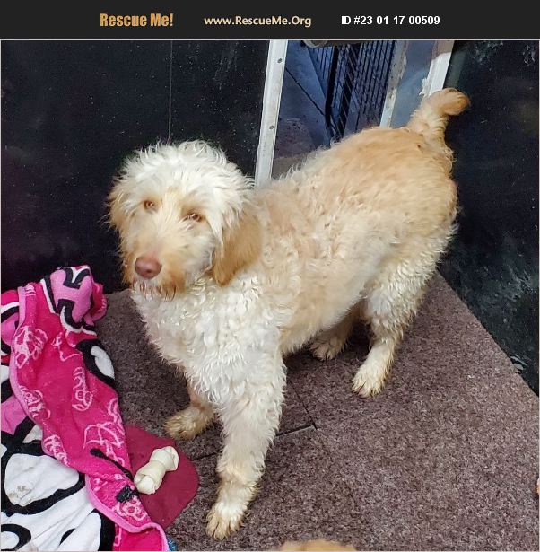 ADOPT 23011700509 ~ Golden Retriever Rescue ~ Denver, IN