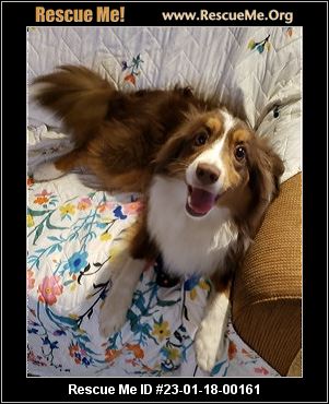 - Texas Australian Shepherd Rescue - ADOPTIONS - Rescue Me!