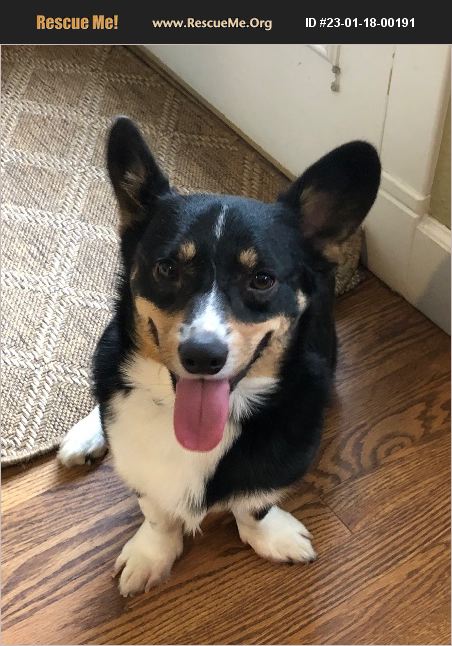 ADOPT 23011800191 ~ Corgi Rescue ~ Denver, CO
