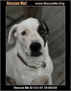 - Texas Saint Bernard Rescue - ADOPTIONS - Rescue Me!