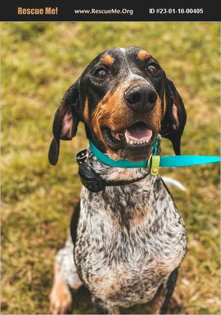 ADOPT 23011800405 ~ Bluetick Coonhound Rescue ~ Fairfax, VA