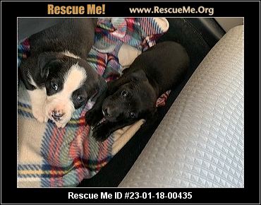 - Alabama Dog Rescue - ADOPTIONS - Rescue Me!