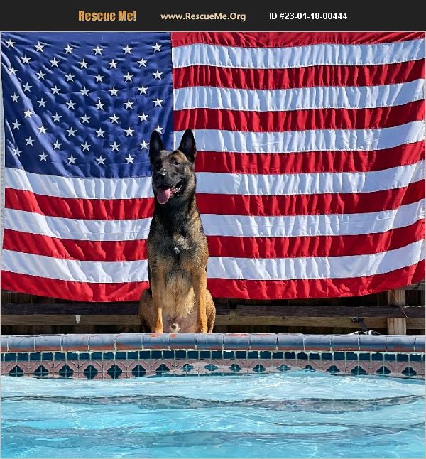 ADOPT 23011800444 ~ Belgian Malinois Rescue ~ Miami, FL