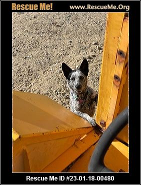 - California Border Collie Rescue - ADOPTIONS - Rescue Me!