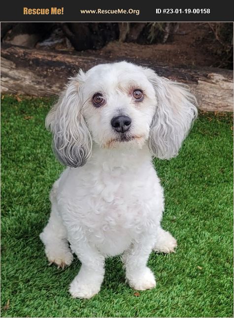 ADOPT 23011900158 ~ Cockapoo Rescue ~ Albuquerque, NM