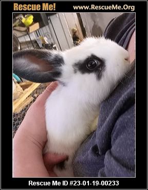 - Texas Rabbit Rescue - ADOPTIONS - Rescue Me!