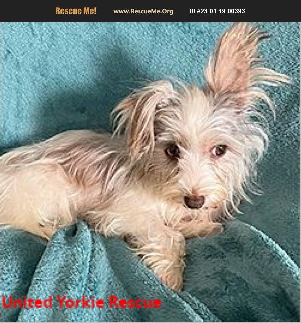 ADOPT 23011900393 ~ Yorkie Rescue ~ Tarrant County, TX