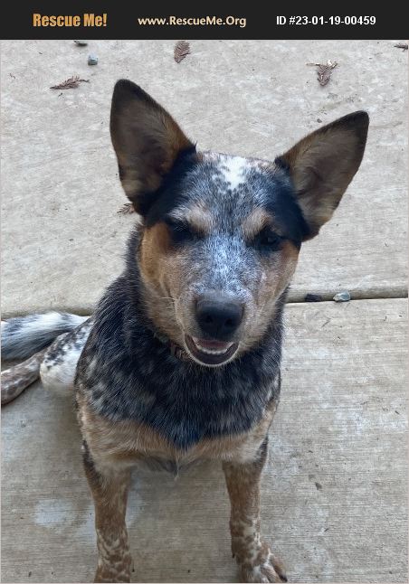 ADOPT 23011900459 ~ Australian Cattle Dog Rescue ~ Galt, CA