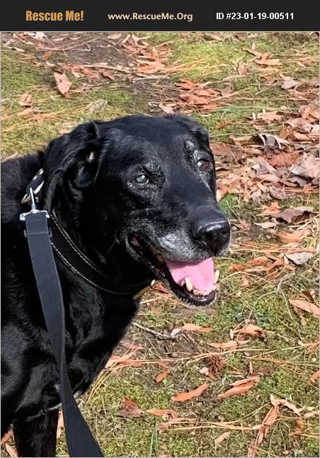 ADOPT 23011900511 ~ Lab Rescue ~ Richmond, VA