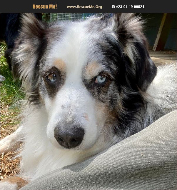 ADOPT 23011900521 ~ Australian Shepherd Rescue ~ Coupeville, WA