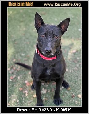 - Arizona Australian Cattle Dog Rescue - ADOPTIONS - Rescue Me!