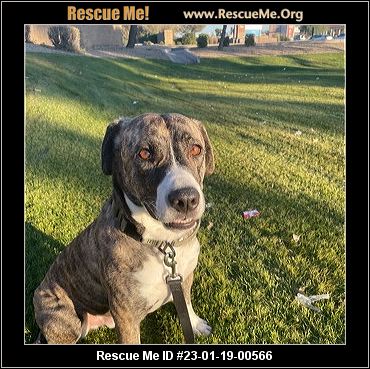 - Arizona Pit Bull Rescue - ADOPTIONS - Rescue Me!