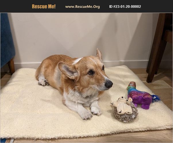 ADOPT 23012000002 ~ Corgi Rescue ~ Denver, CO