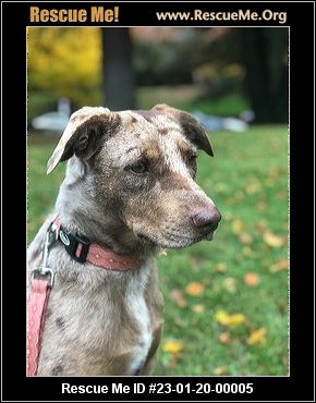 - Oregon Dog Rescue - ADOPTIONS - Rescue Me!