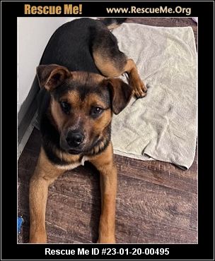 - Indiana German Shepherd Rescue - ADOPTIONS - Rescue Me!