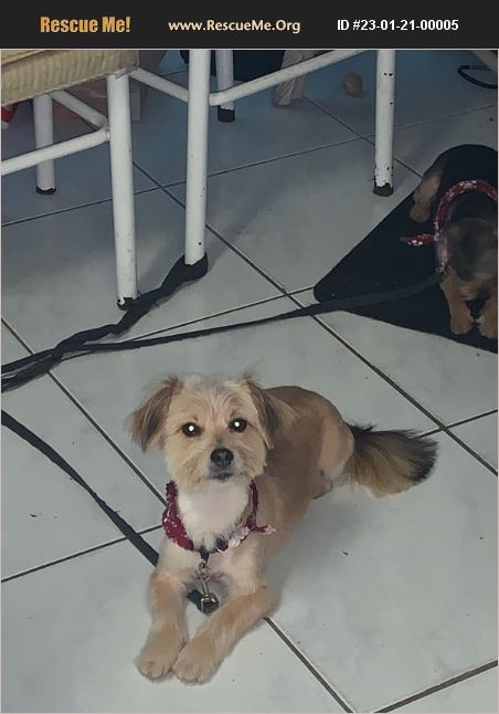 ADOPT 23012100005 ~ Yorkie Rescue ~ Davie, FL