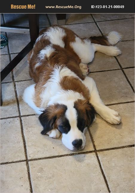 ADOPT 23012100049 ~ Saint Bernard Rescue ~ Lorain, OH