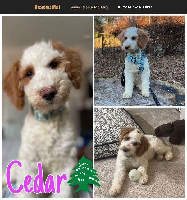 ADOPT 23012100097 ~ Poodle Rescue ~ Hatfield, PA