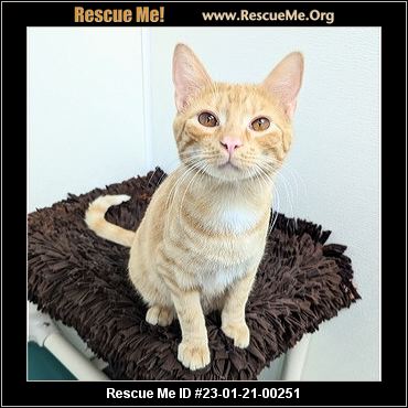 - Missouri Cat Rescue - ADOPTIONS - Rescue Me!