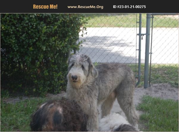 ADOPT 23012100275 ~ Old English Sheepdog Rescue ~ St Petersburg, FL