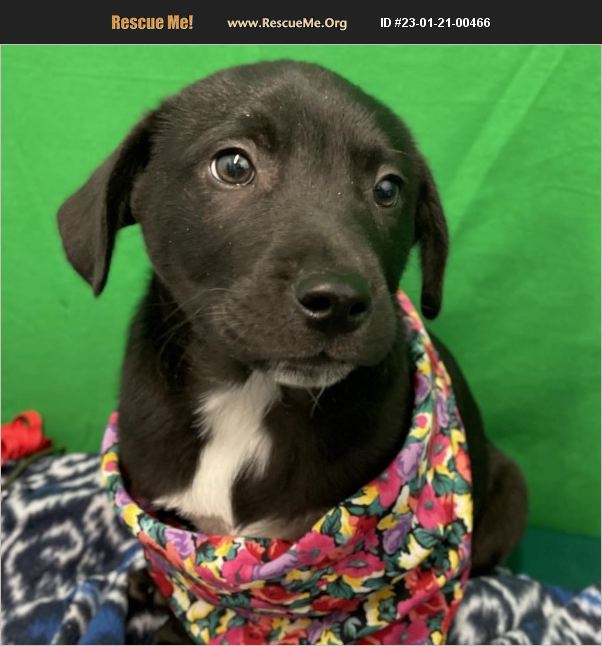 ADOPT 23012100466 ~ Lab Rescue ~ Vermont