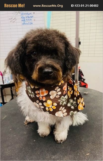 ADOPT 23012100482 ~ Cockapoo Rescue ~ Houston, TX