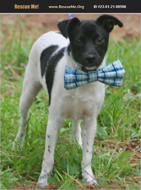 ADOPT 23012100506 ~ Rat Terrier Rescue ~ Jesup, GA