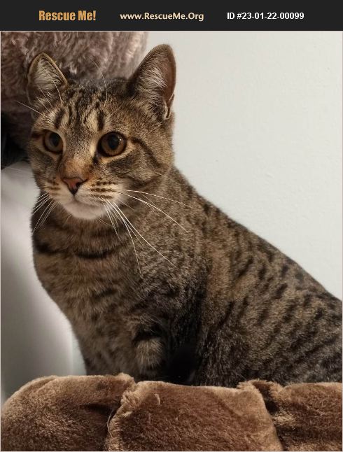 ADOPT 23012200099 ~ Egyptian Mau Rescue ~ Yorba Linda, CA
