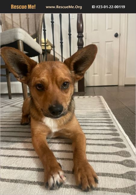 ADOPT 23012200119 ~ Corgi Rescue ~ Dallas, TX