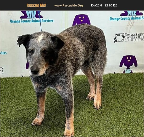 ADOPT 23012200123 ~ Australian Cattle Dog Rescue ~ , FL