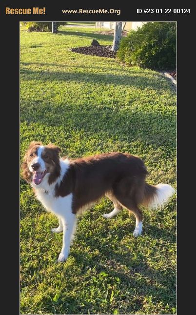 ADOPT 23012200124 ~ Border Collie Rescue ~ Merritt Island, FL