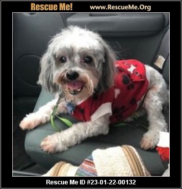 - Indiana Maltese Rescue - ADOPTIONS - Rescue Me!