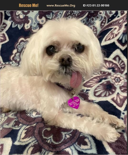ADOPT 23012200166 ~ Maltese Rescue ~ Los Angeles, CA