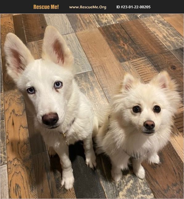 ADOPT 23012200205 ~ Siberian Husky Rescue ~ Gig Harbor, WA