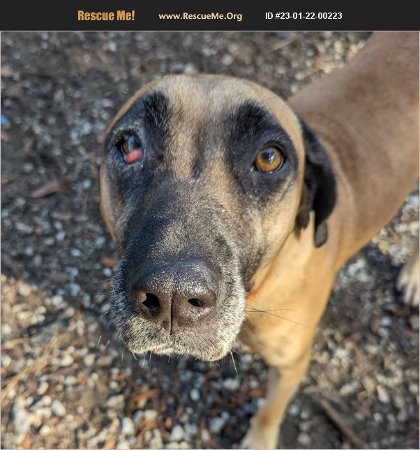 ADOPT 23012200223 ~ Black Mouth Cur Rescue ~ Fort Walton Beach, FL