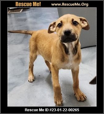 - Iowa Dog Rescue - ADOPTIONS - Rescue Me!