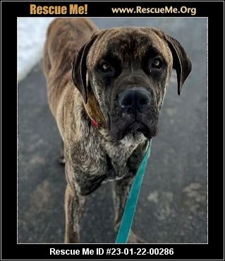 - Colorado Mastiff Rescue - ADOPTIONS - Rescue Me!