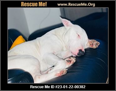 - Washington Bull Terrier Rescue - ADOPTIONS - Rescue Me!
