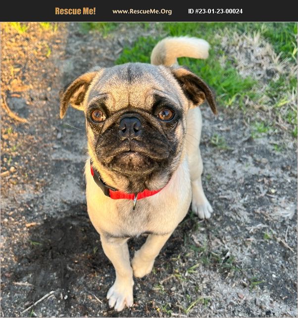 ADOPT 23012300024 ~ Pug Rescue ~ Marina del Rey, CA