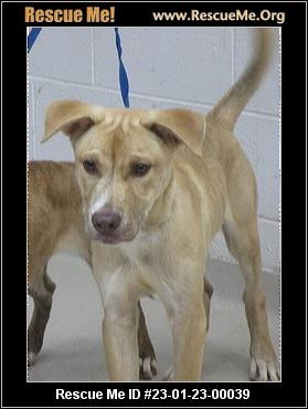 - Georgia Collie Rescue - ADOPTIONS - Rescue Me!