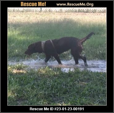 - New Mexico Dog Rescue - ADOPTIONS - Rescue Me!