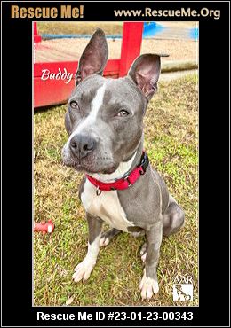 - Texas Pit Bull Rescue - ADOPTIONS - Rescue Me!