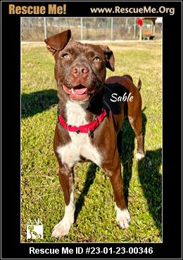 - Texas Pit Bull Rescue - ADOPTIONS - Rescue Me!