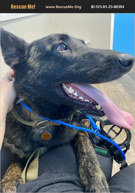 ADOPT 23012300394 ~ Dutch Shepherd Rescue ~ Charlotte, NC