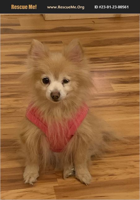 ADOPT 23012300561 ~ Pomeranian Rescue ~ Denver, CO