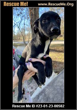 - Wisconsin Dog Rescue - ADOPTIONS - Rescue Me!